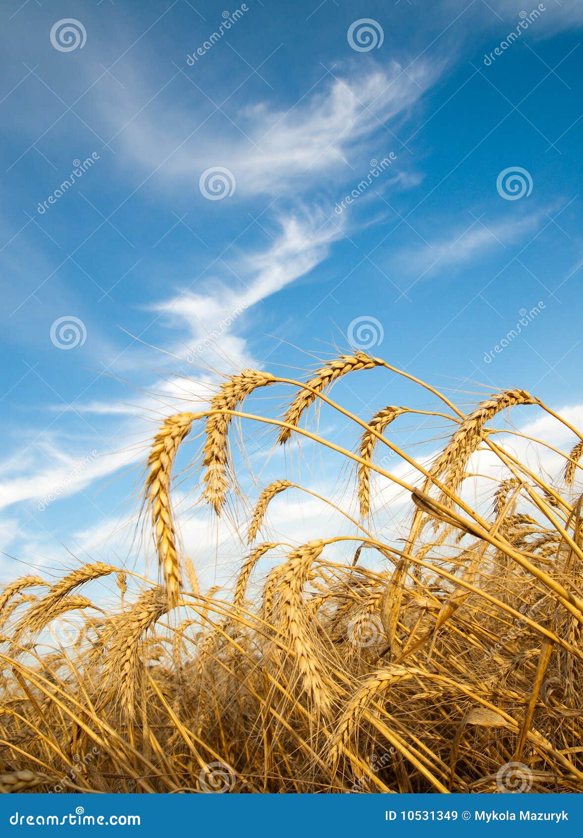 Golden wheat ears stock image. Image of horizon, bread - 10531349