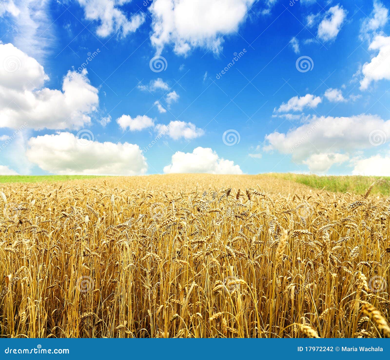 Golden wheat field stock photo. Image of grass, farm - 17972242