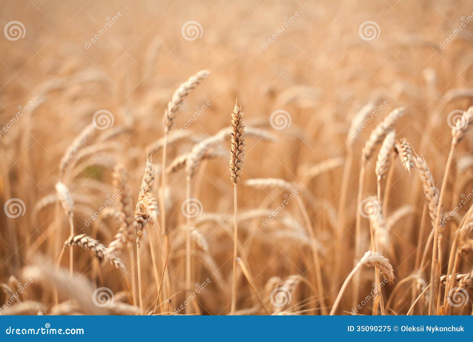 Golden wheat stock image. Image of wheat, baking, plant - 35090275
