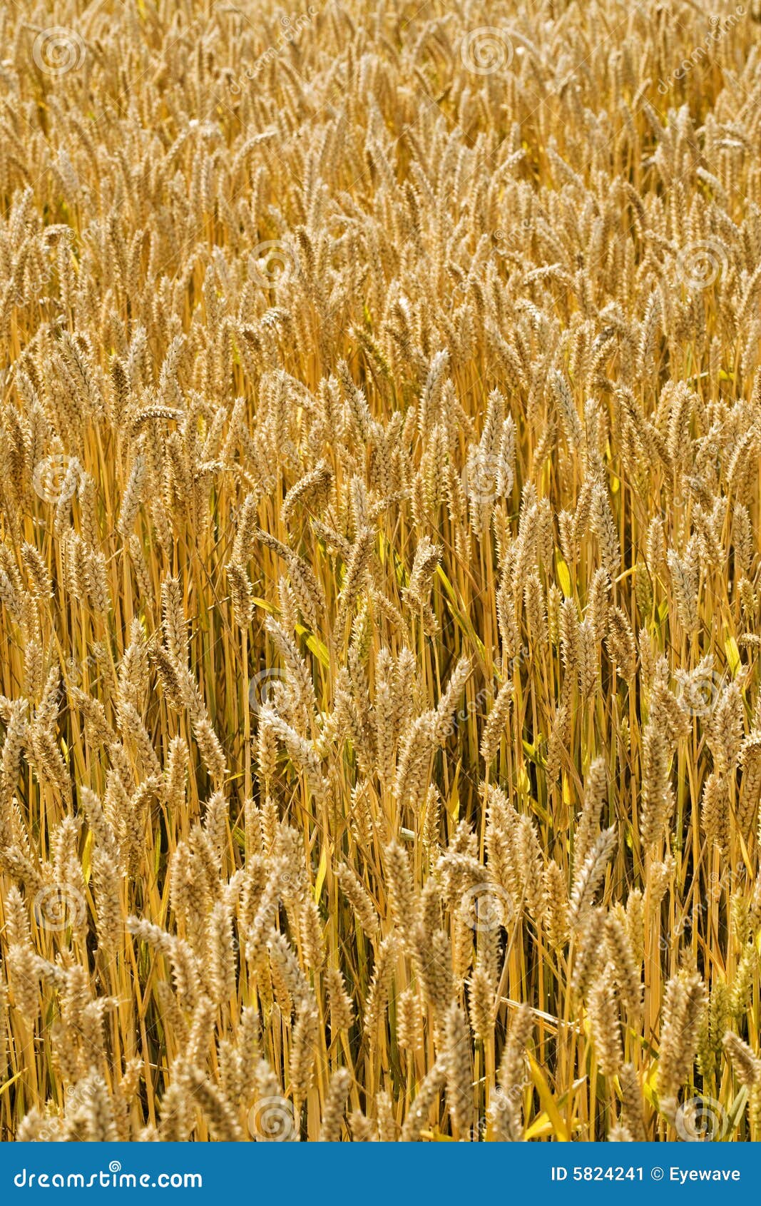 Golden wheat field stock image. Image of countryside, agricultural ...