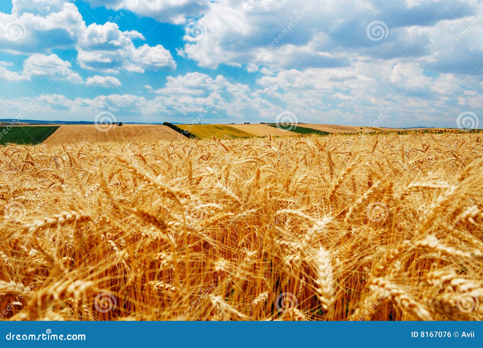 Golden wheat field stock photo. Image of clouds, country - 8167076
