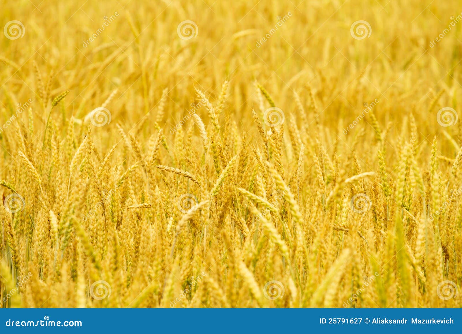 Golden Wheat Field Background Stock Image - Image of baking, golden ...