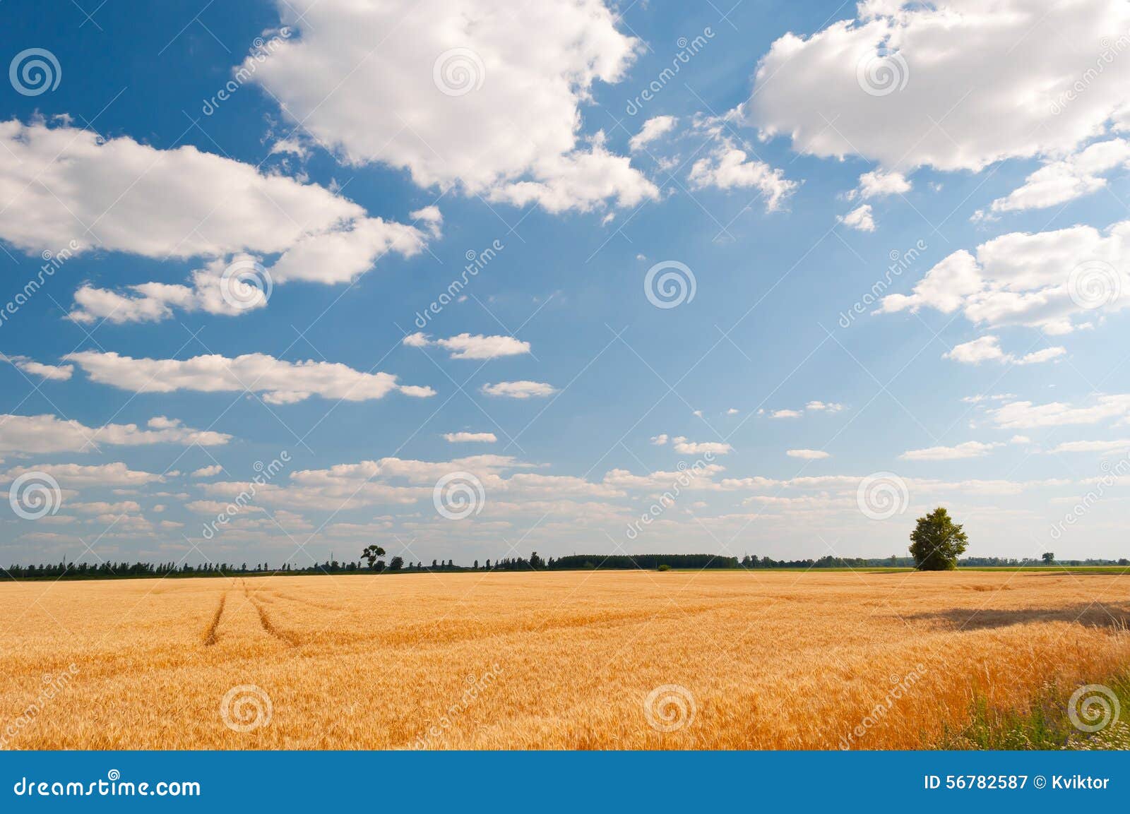 Golden Wheat Field with Blue Sky Stock Image - Image of color, nature ...