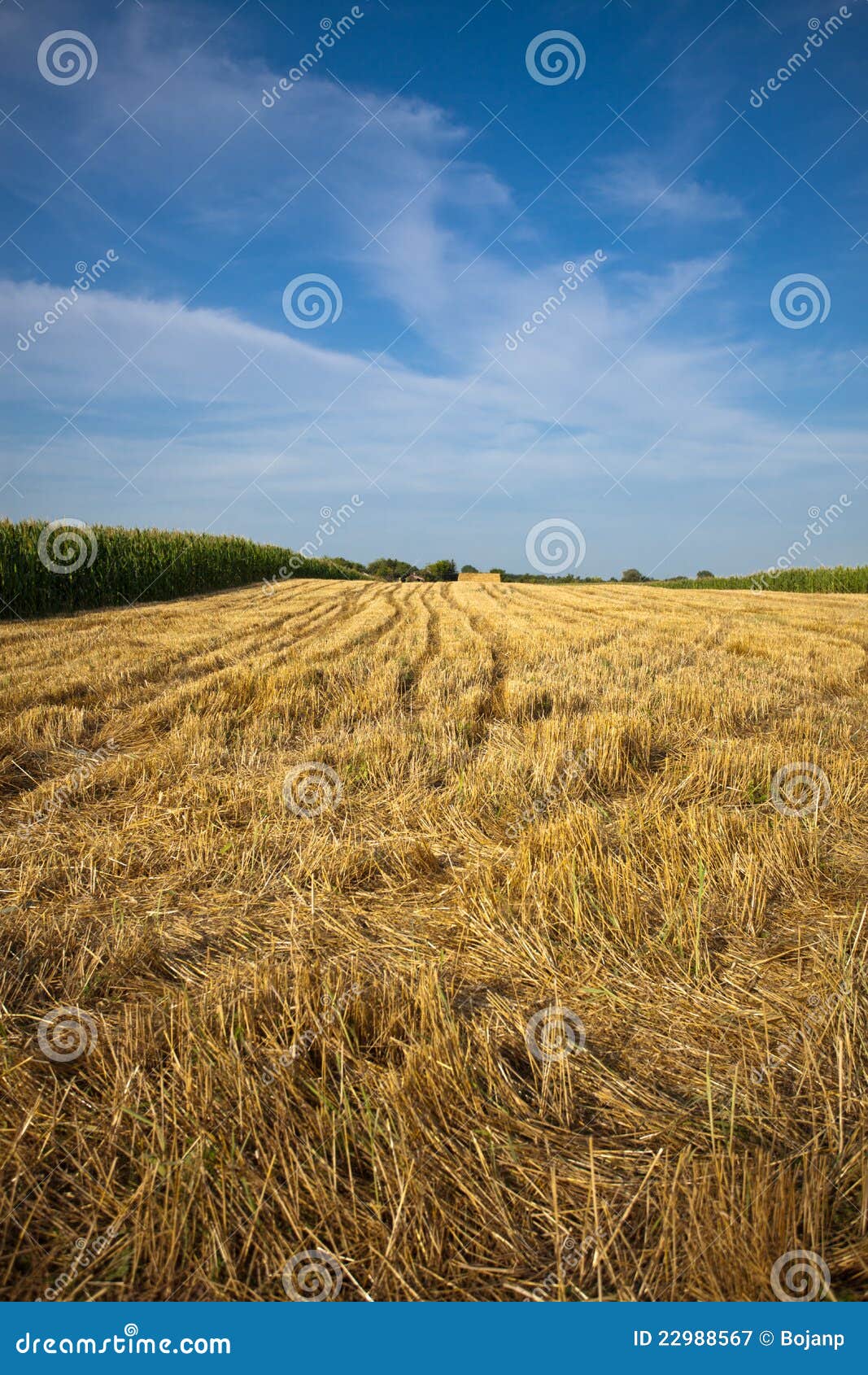 Golden Wheat Field after Harvest Stock Image - Image of scene ...
