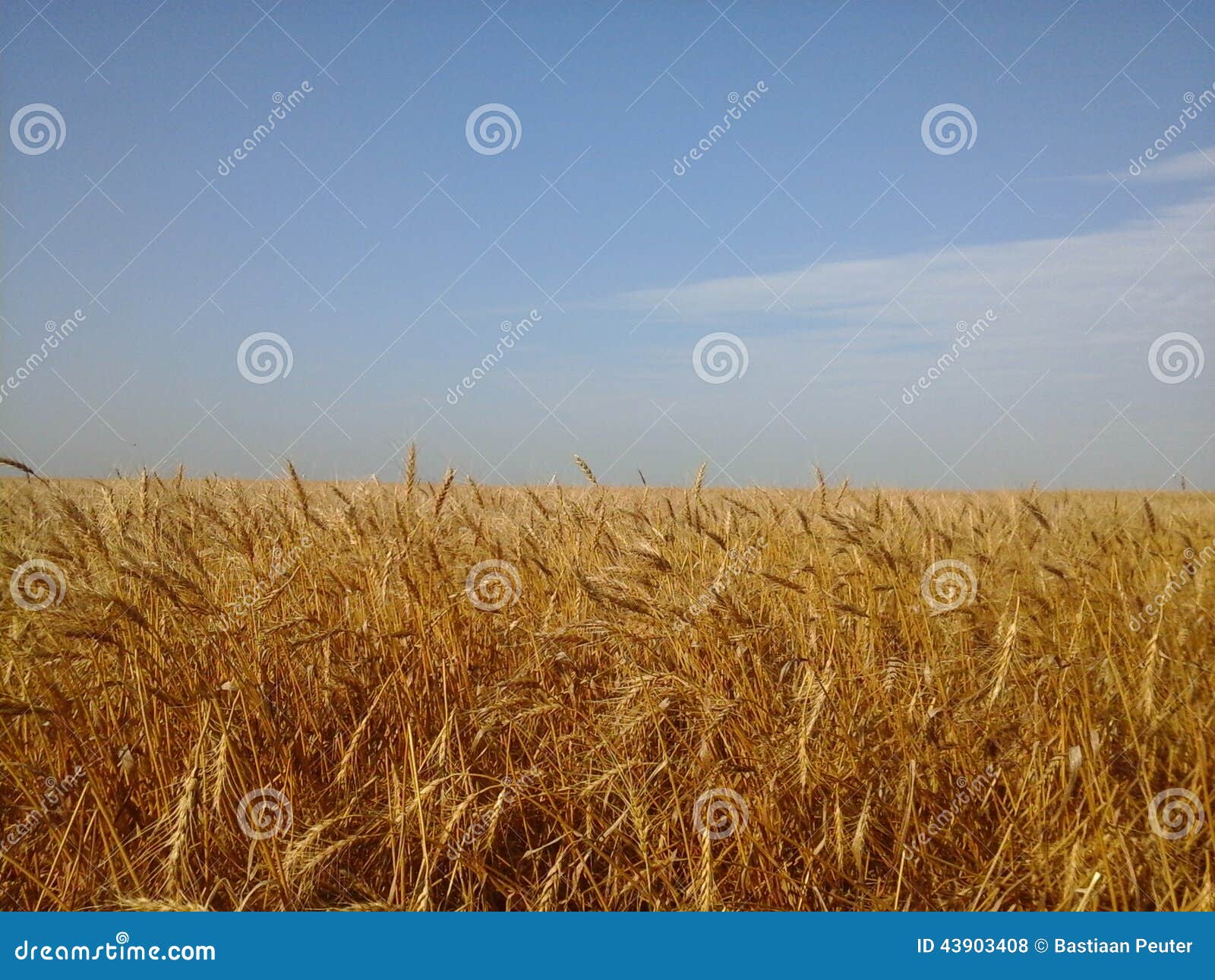 Golden wheat field stock photo. Image of ripe, food, agribusiness ...