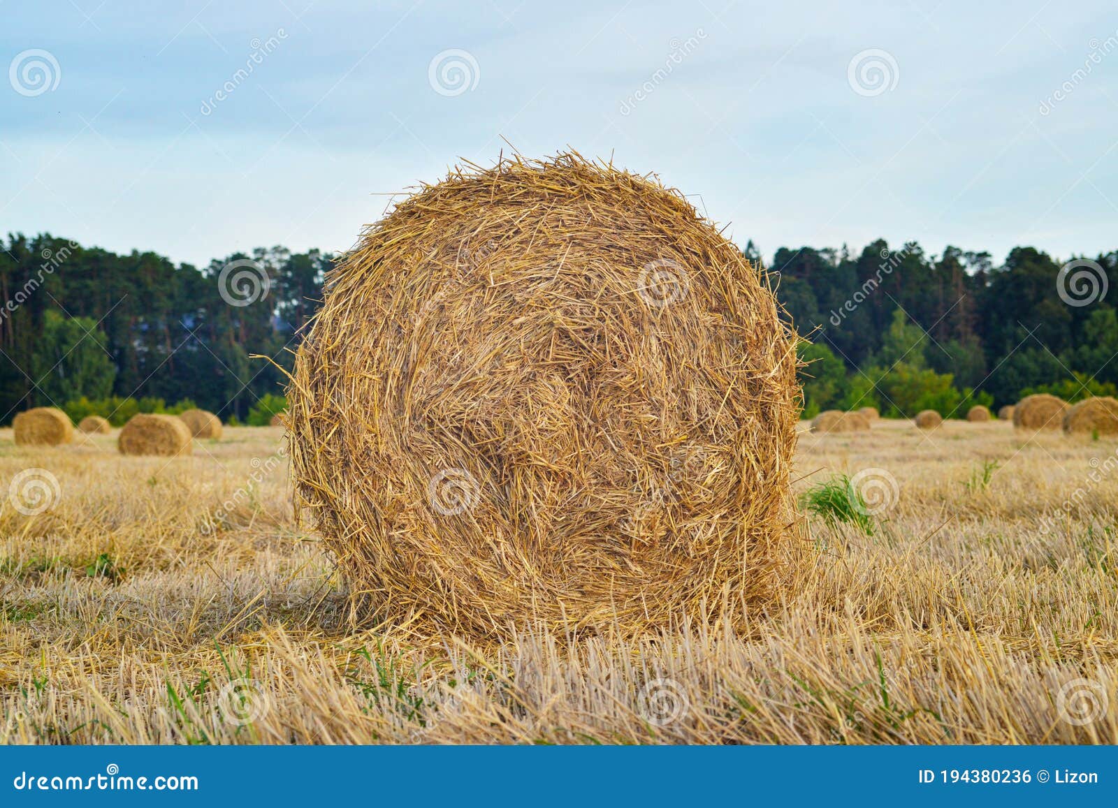 Golden Wheat Field, Roll of Wheat Stock Photo - Image of roll, wheat ...