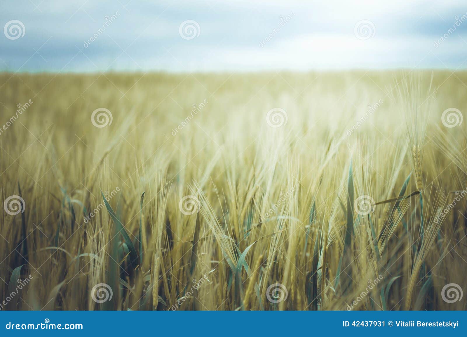 Golden Wheat Field and Stormy Sky Stock Image - Image of season ...