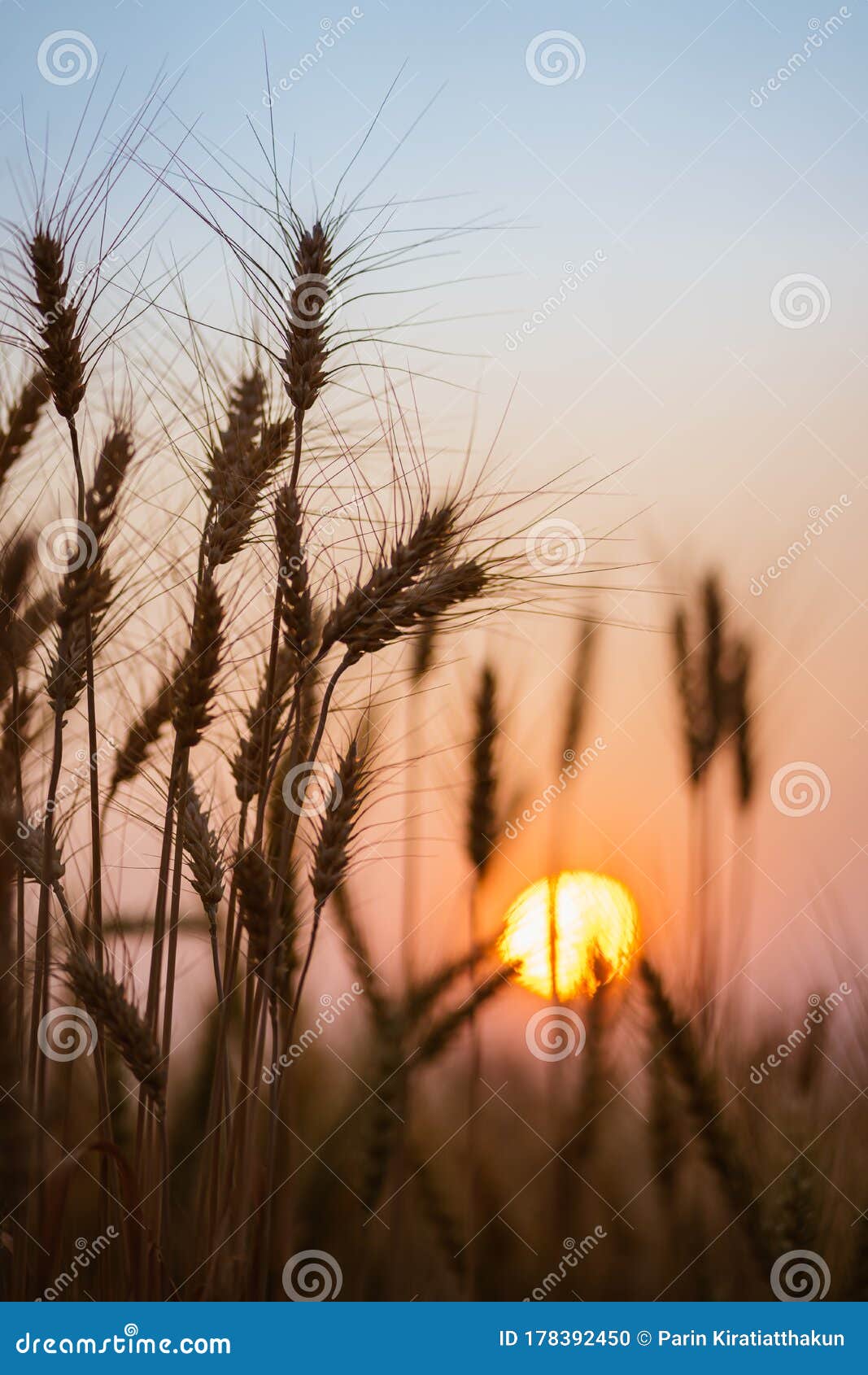 Golden Wheat Field with Sunset Background Stock Photo - Image of ...