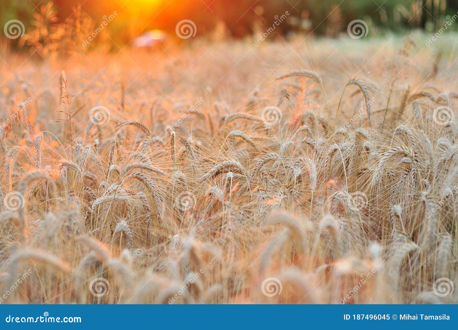 Golden Wheat Field in Sunset Light Stock Image - Image of land, golden ...