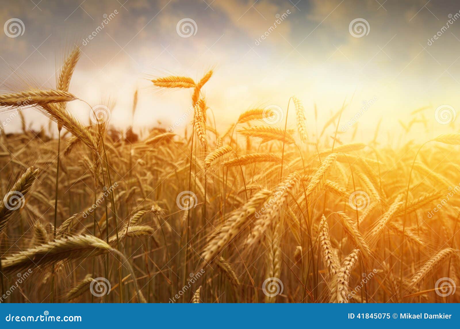 Golden Wheat Field and Sunset Stock Image - Image of dusk, vibrant ...