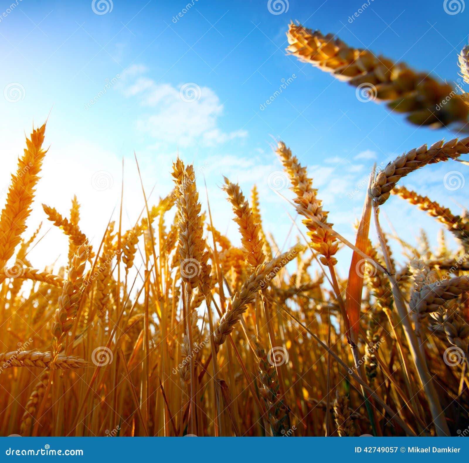 Golden Wheat Field and Sunset Stock Image - Image of wheat, summer ...