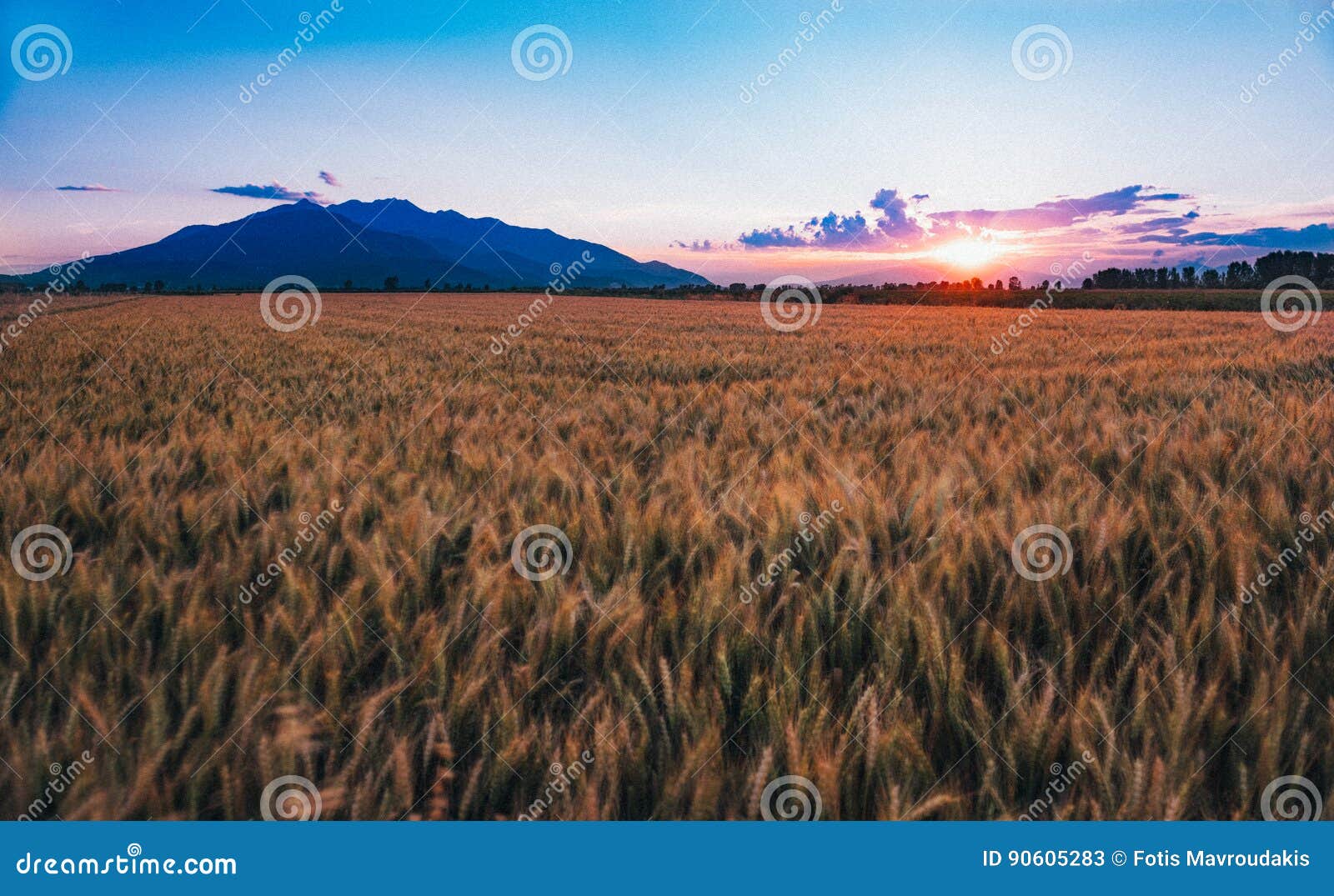 Golden Wheat Field at Sunset Stock Image - Image of autumn, farming ...