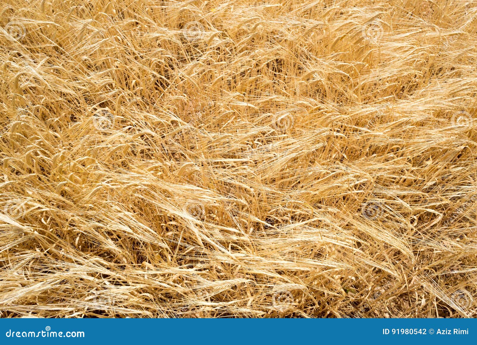 Golden wheat field texture stock photo. Image of field - 91980542