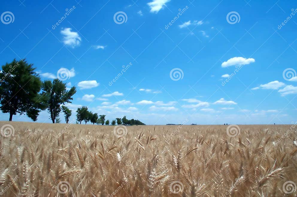 Golden wheat fields 1 stock image. Image of landscape, degrees - 245