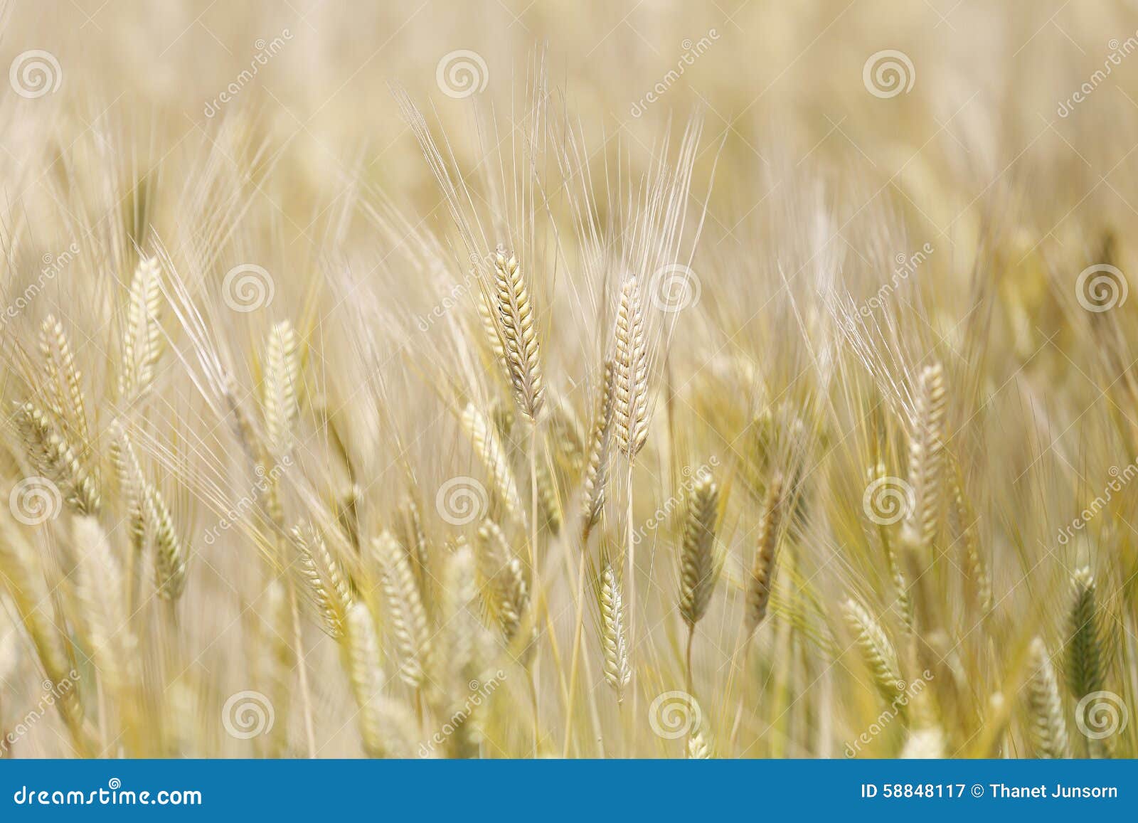 Golden wheat grain field stock image. Image of wheat - 58848117