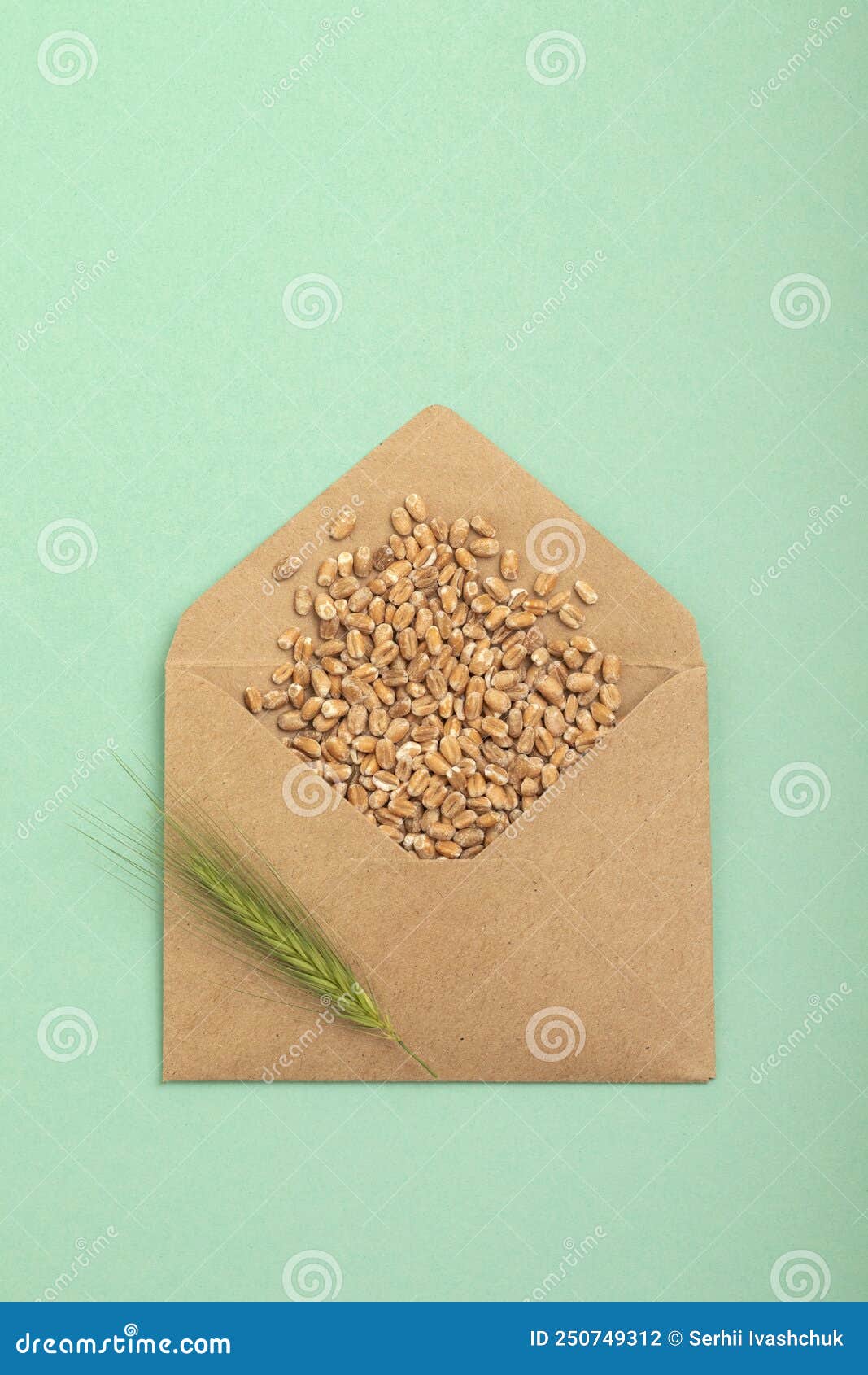 Golden Wheat Grain is Poured Out of Envelope. Stock Photo - Image of ...