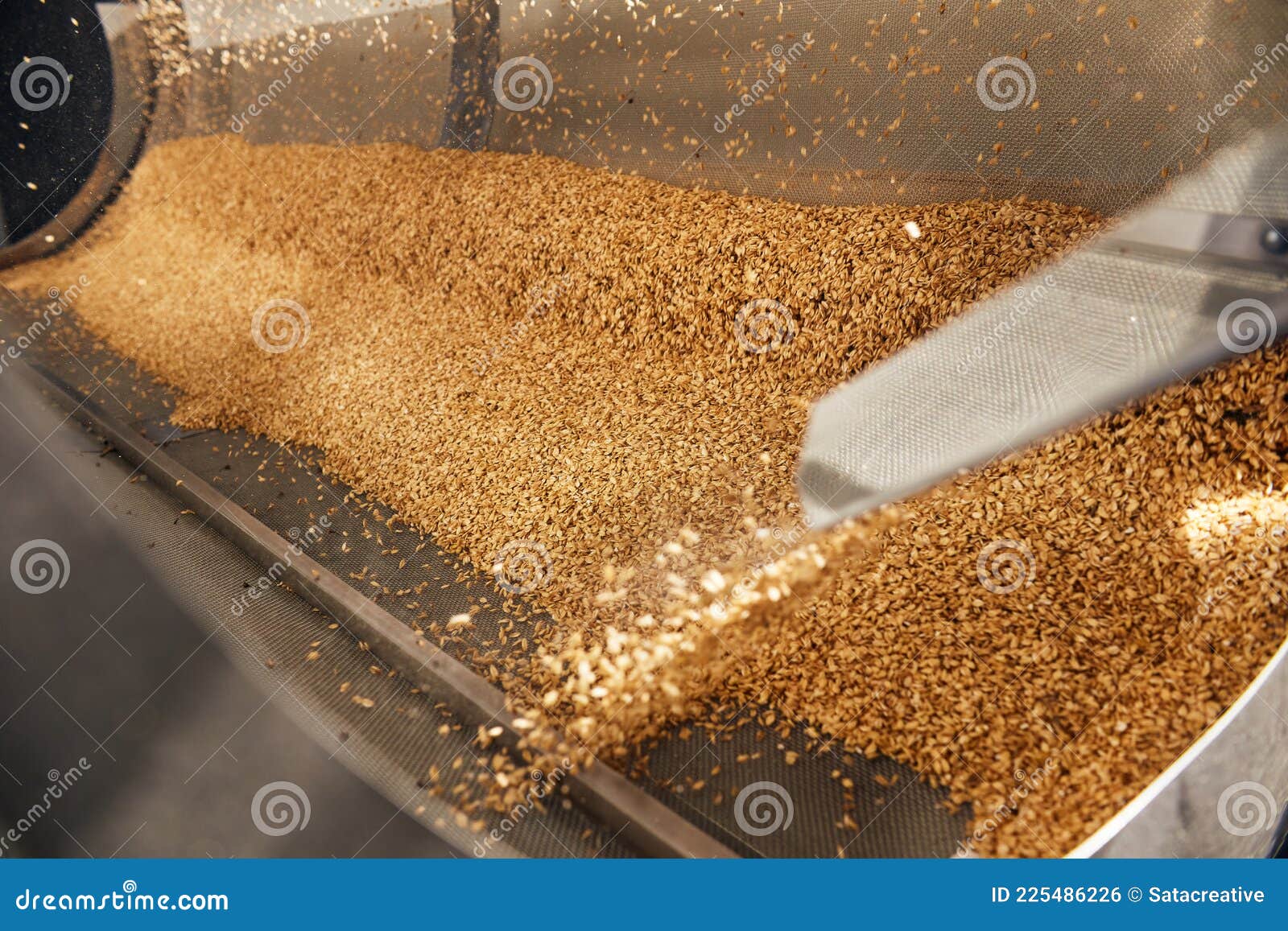 Golden Wheat Grains Sorting, Drying and Peeling in the Machine Stock ...