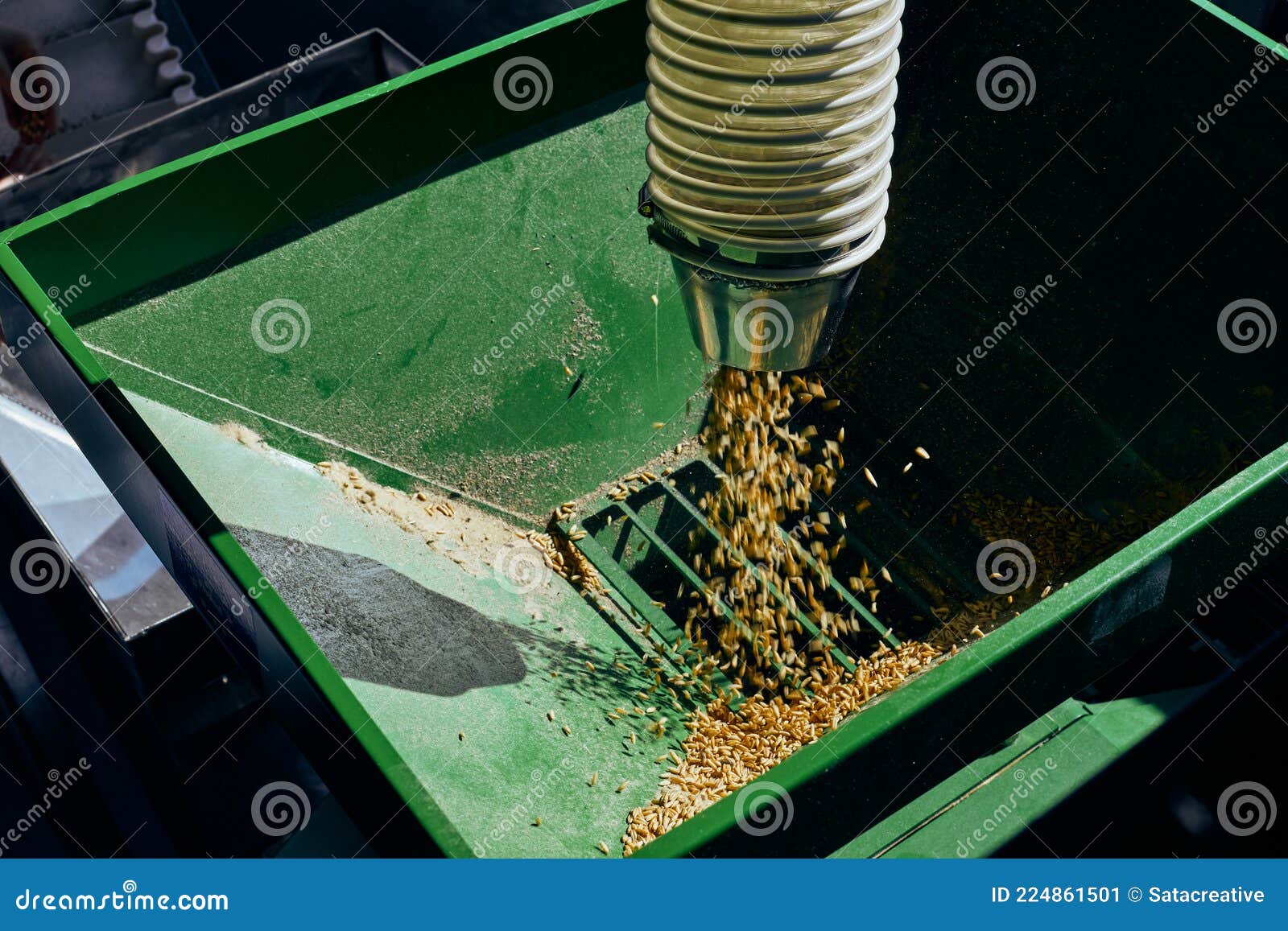 Golden Wheat Grains Sorting on the Factory Stock Image - Image of ...
