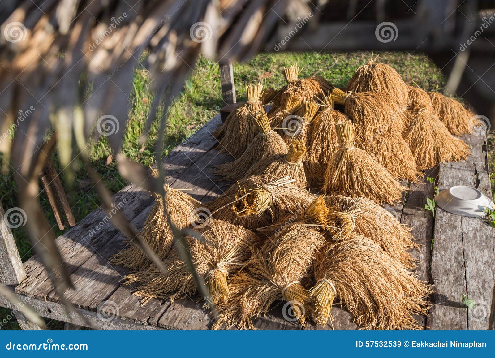 Golden wheat stock image. Image of blue, cultivated, farm - 57532539