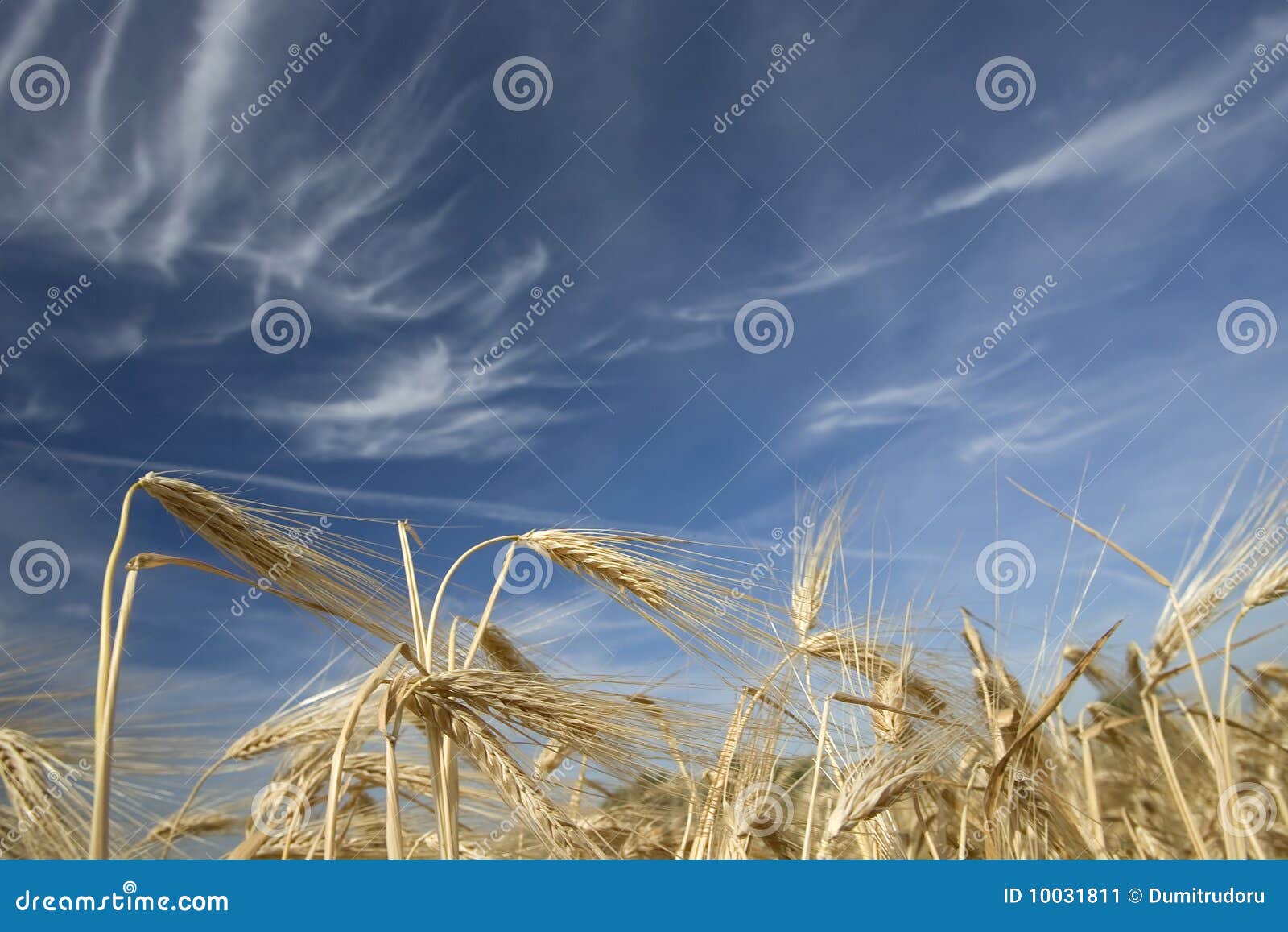 Golden Wheat Growing in a Farm Field Stock Image - Image of crop, hill ...