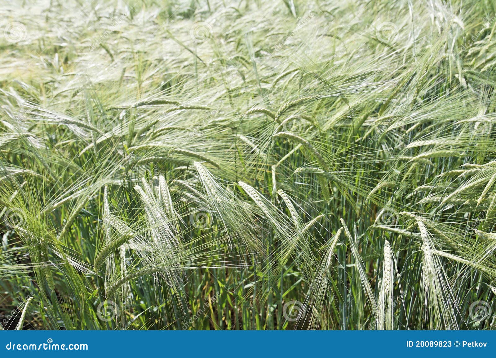 Golden Wheat Growing in a Farm Field Stock Image - Image of land, dawn ...