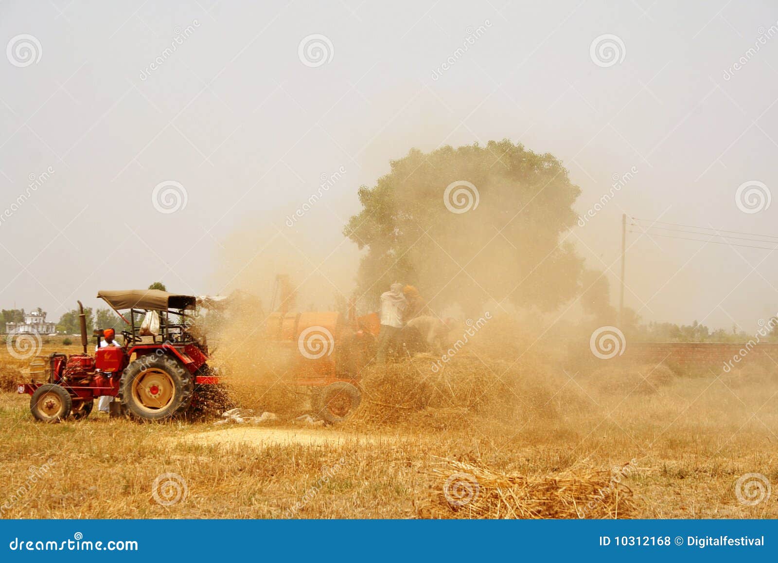 Golden Wheat Harvest and Chaff Seperation India Stock Photo - Image of ...