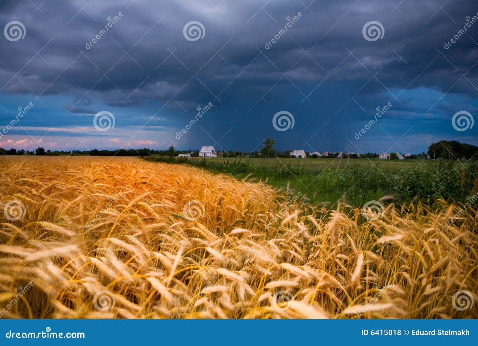Golden Wheat Ready for Harvest Growing in Farm Stock Photo - Image of ...