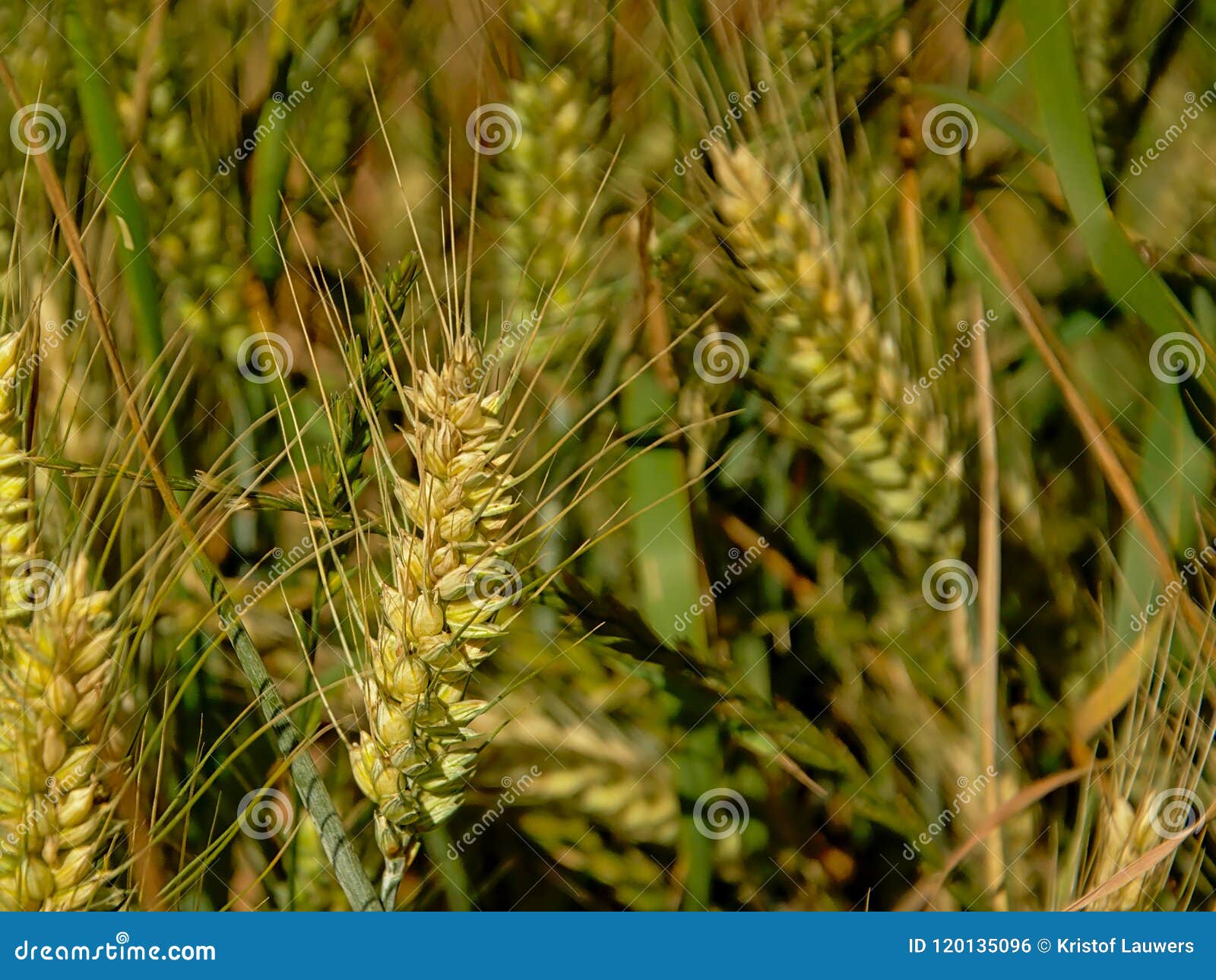 Golden Wheat Spikes, Close-up Stock Photo - Image of filled, food ...