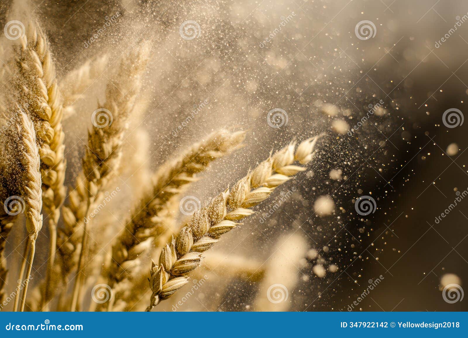 Golden Wheat in Sunlight with Floating Dust Particles Stock Photo ...