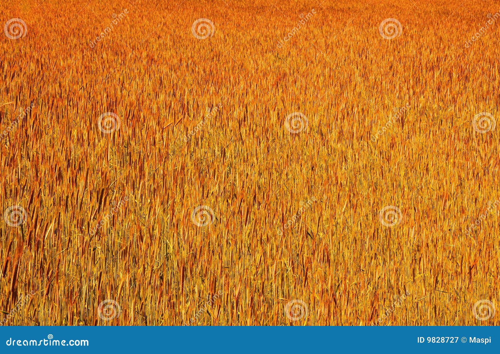 Golden Wheatfield stock image. Image of farming, grass - 9828727
