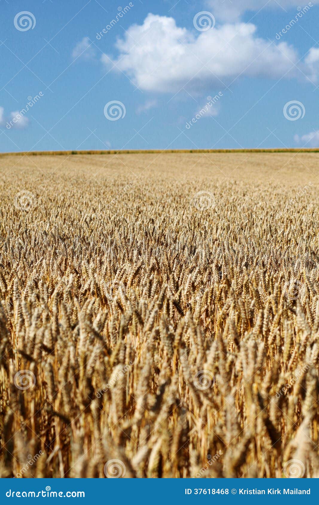 Golden Wheatfield and Blue Sky Stock Photo - Image of growing, blue ...