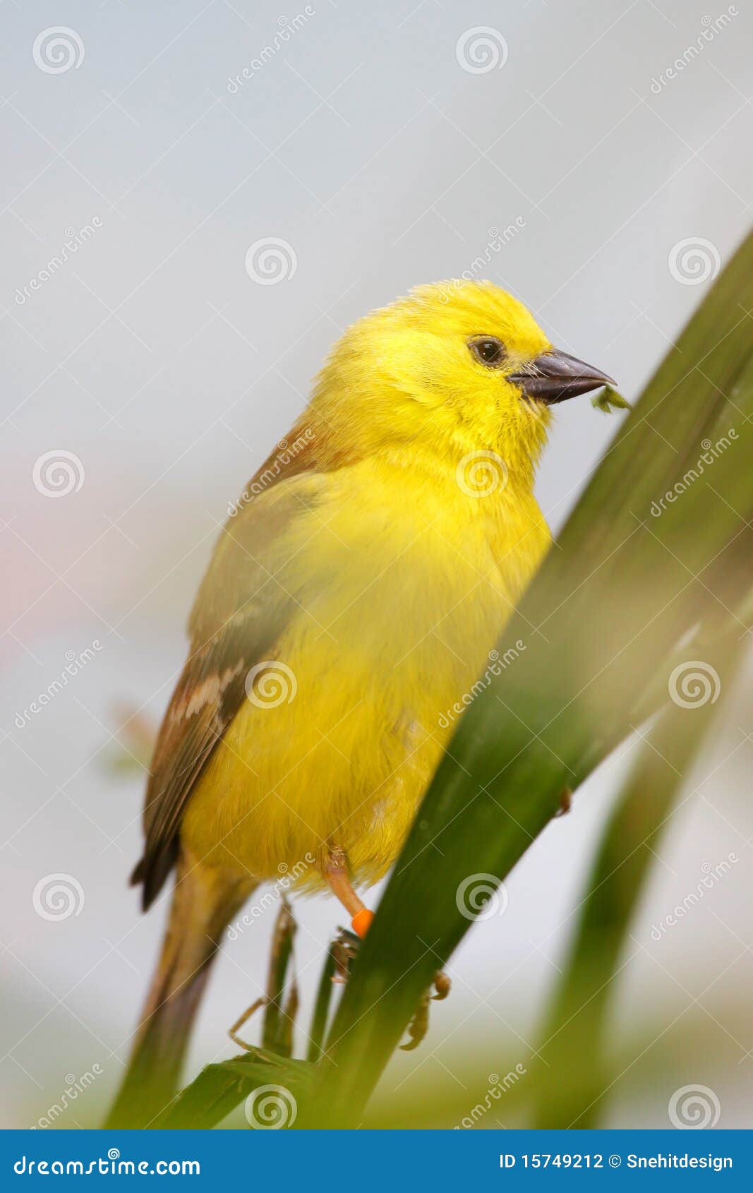 Golden white eye bird stock photo. Image of golden, nature - 15749212