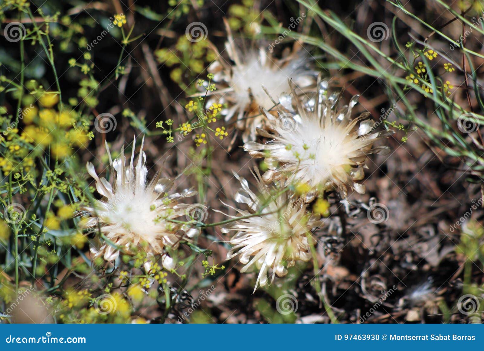 Golden wild flower stock photo. Image of wild, meadow - 97463930