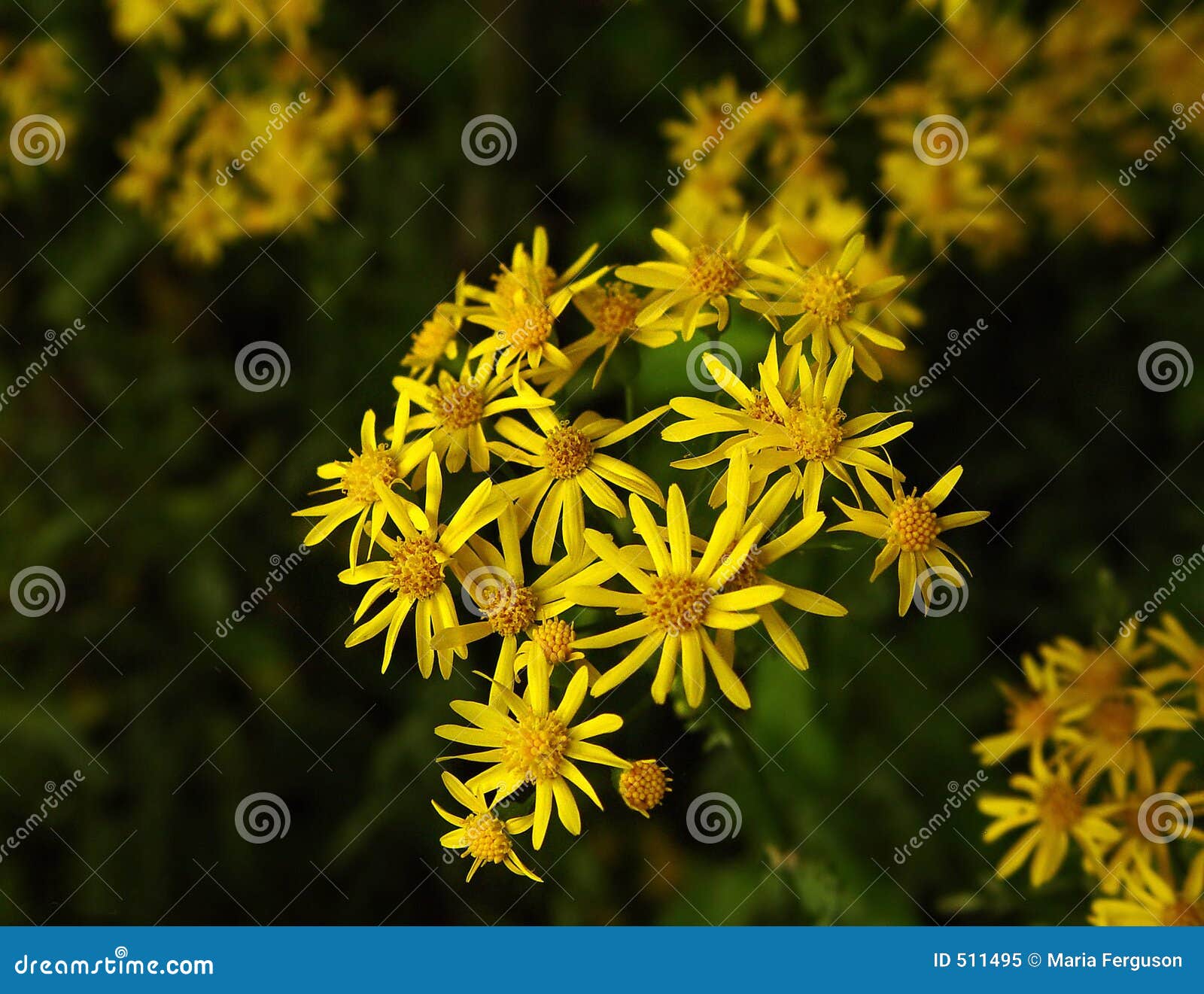 Golden Wildflowers stock image. Image of petals, morning - 511495
