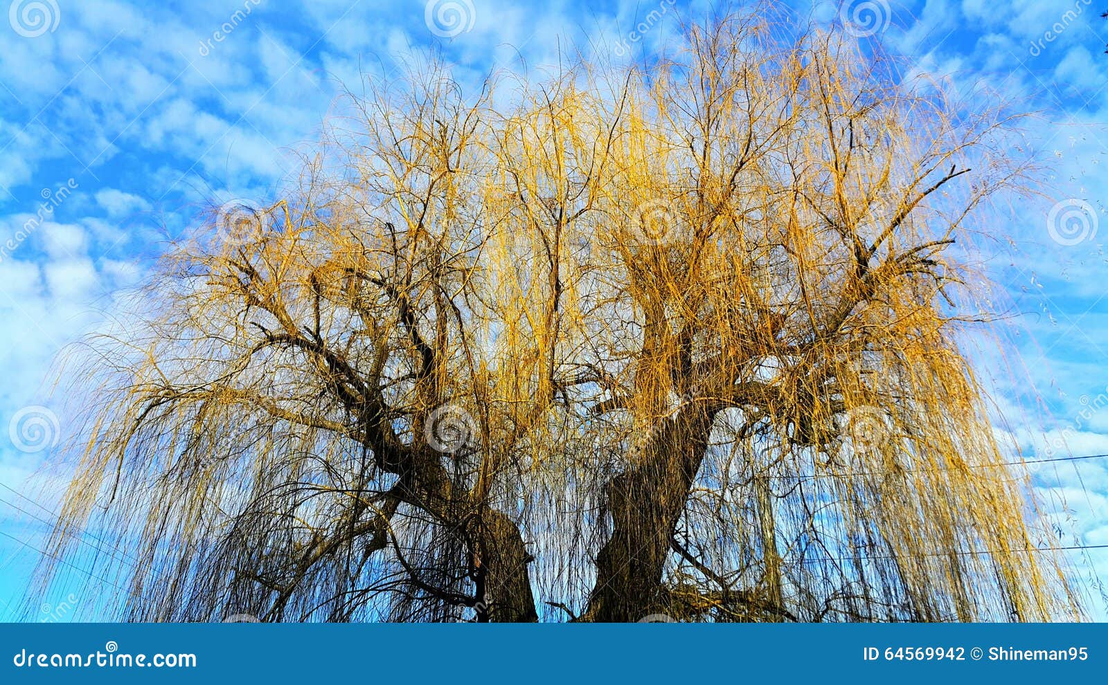 Golden willow stock photo. Image of golden, blue, clouds - 64569942