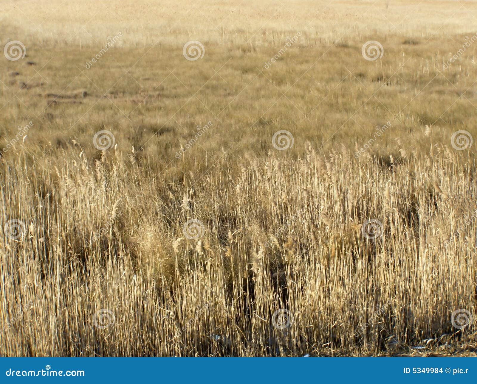 Golden winter reed field stock photo. Image of reeds, marshlands - 5349984