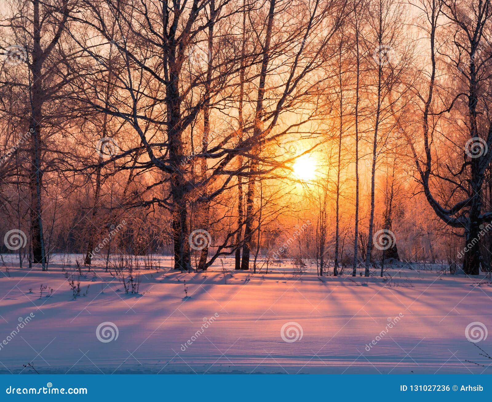 Golden Winter Sunrise through Tree Branches Stock Photo - Image of ...
