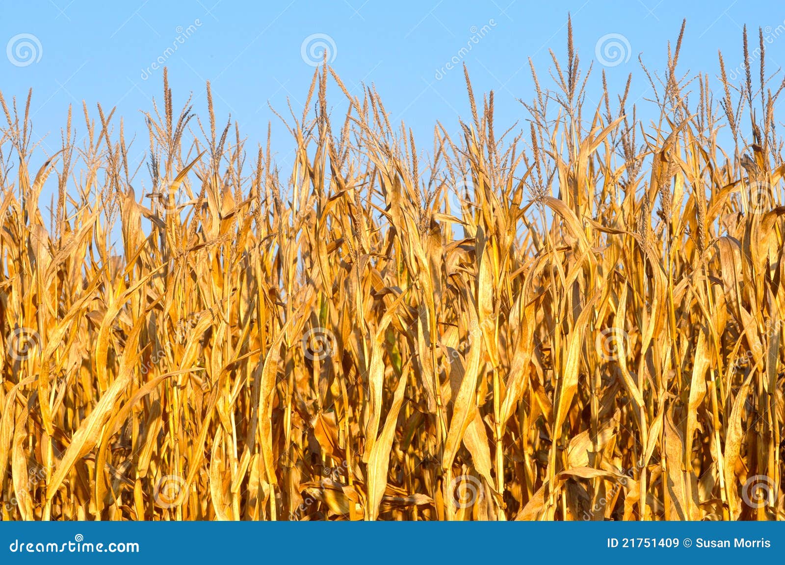Golden Yellow Corn Stalks Royalty Free Stock Images - Image: 21751409