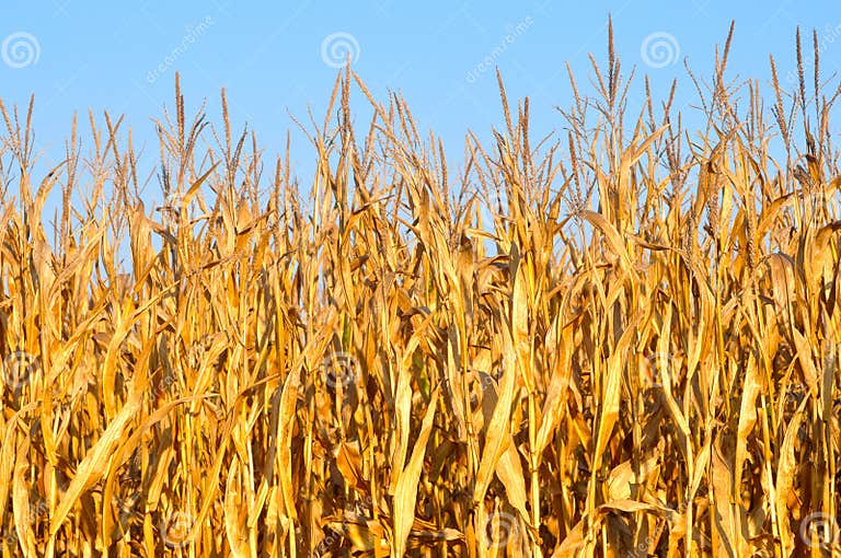 Golden yellow corn stalks stock image. Image of west - 21751409