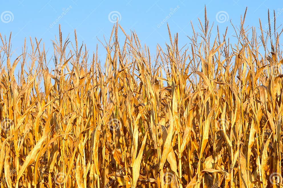 Golden yellow corn stalks stock image. Image of west - 21751409