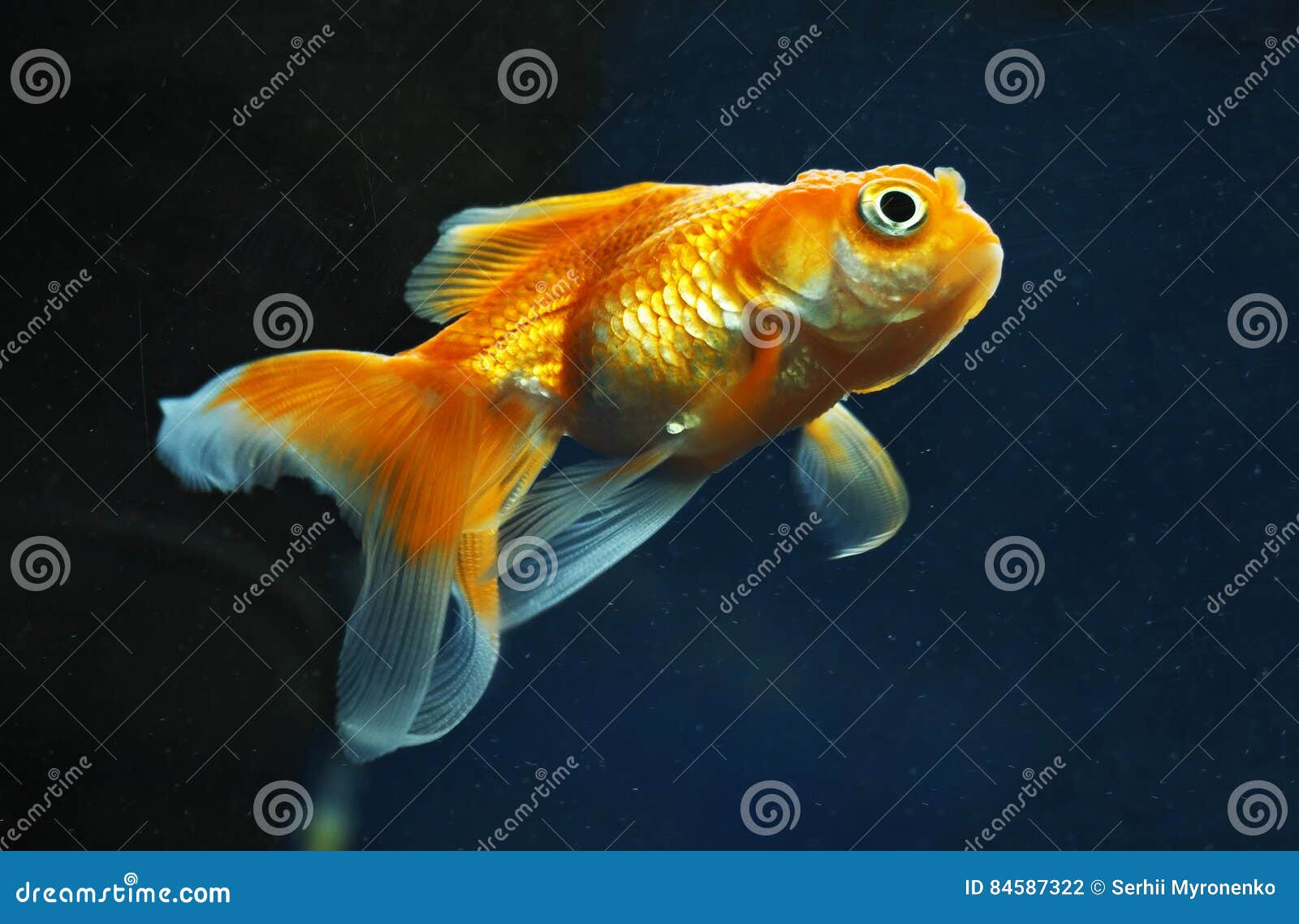Golden Yellow Fish at Blue Water Stock Photo - Image of tropical ...