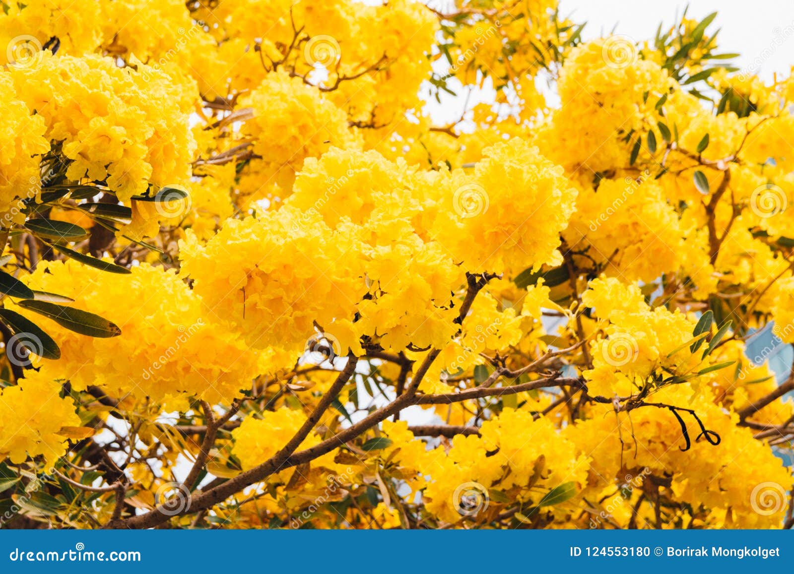Golden Yellow Flower Blossom Tree Blossom Stock Photo - Image of park ...