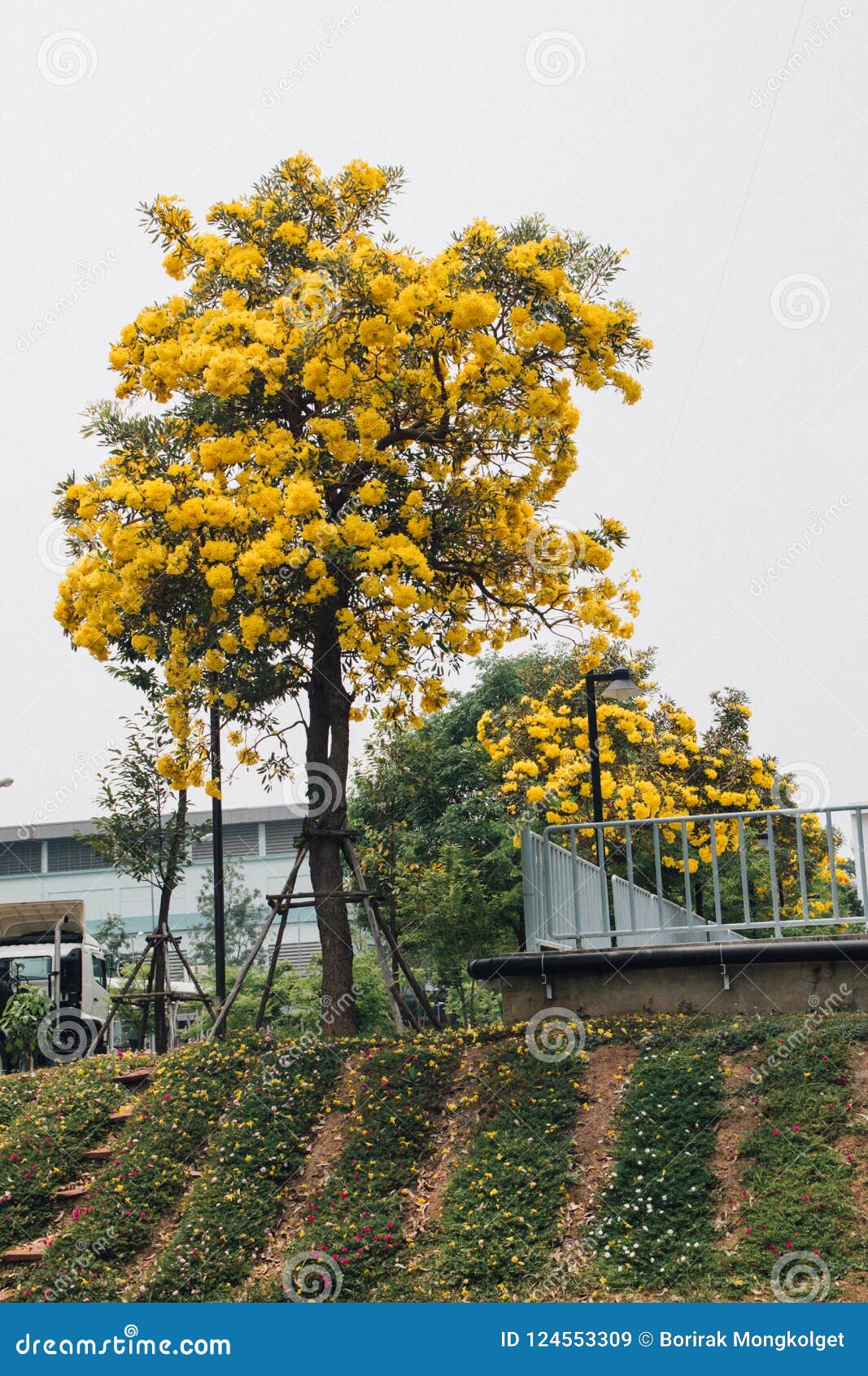 Golden Yellow Flower Blossom Tree Blossom Stock Image - Image of nature ...