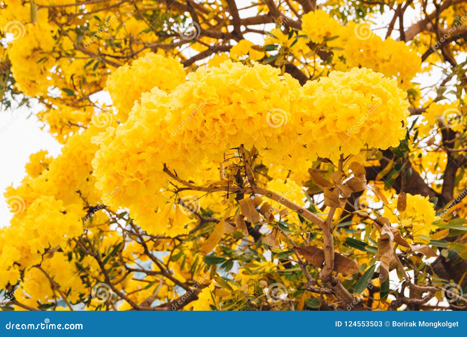 Golden Yellow Flower Blossom Tree Blossom Stock Image - Image of season ...
