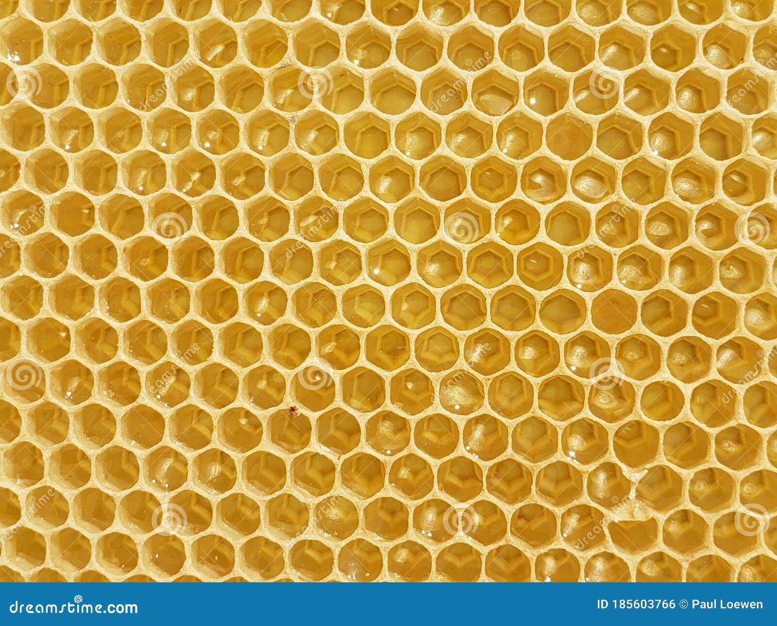 The Golden Yellow Honey Comb. Stock Photo - Image of flower, design ...