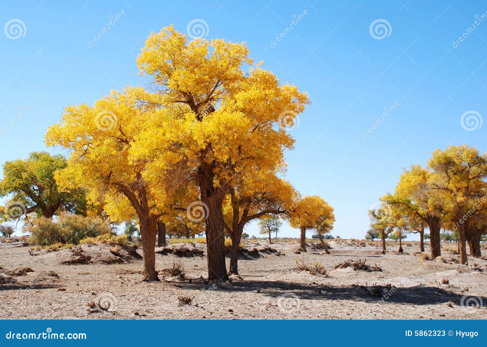Golden Yellow Poplar Tree And Blue Color Sky Picture. Image: 5862323