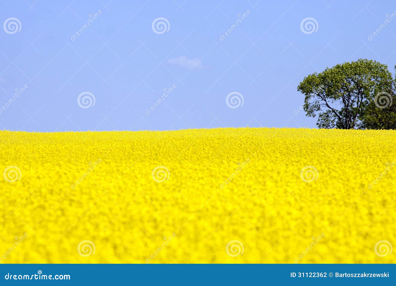 Golden yellow field stock photo. Image of country, regeneration - 31122362