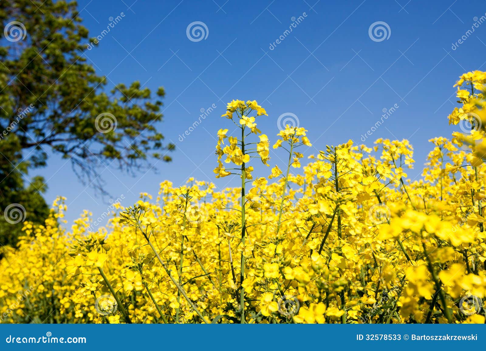 Golden yellow field stock image. Image of fields, blossoms - 32578533
