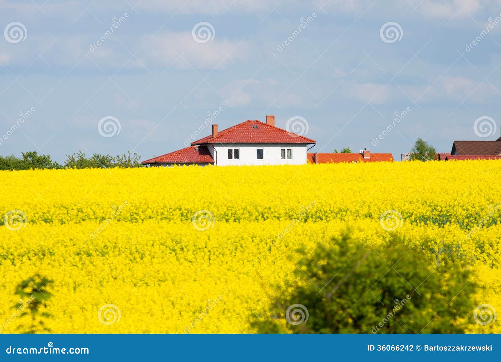 Golden yellow field stock photo. Image of agriculture - 36066242