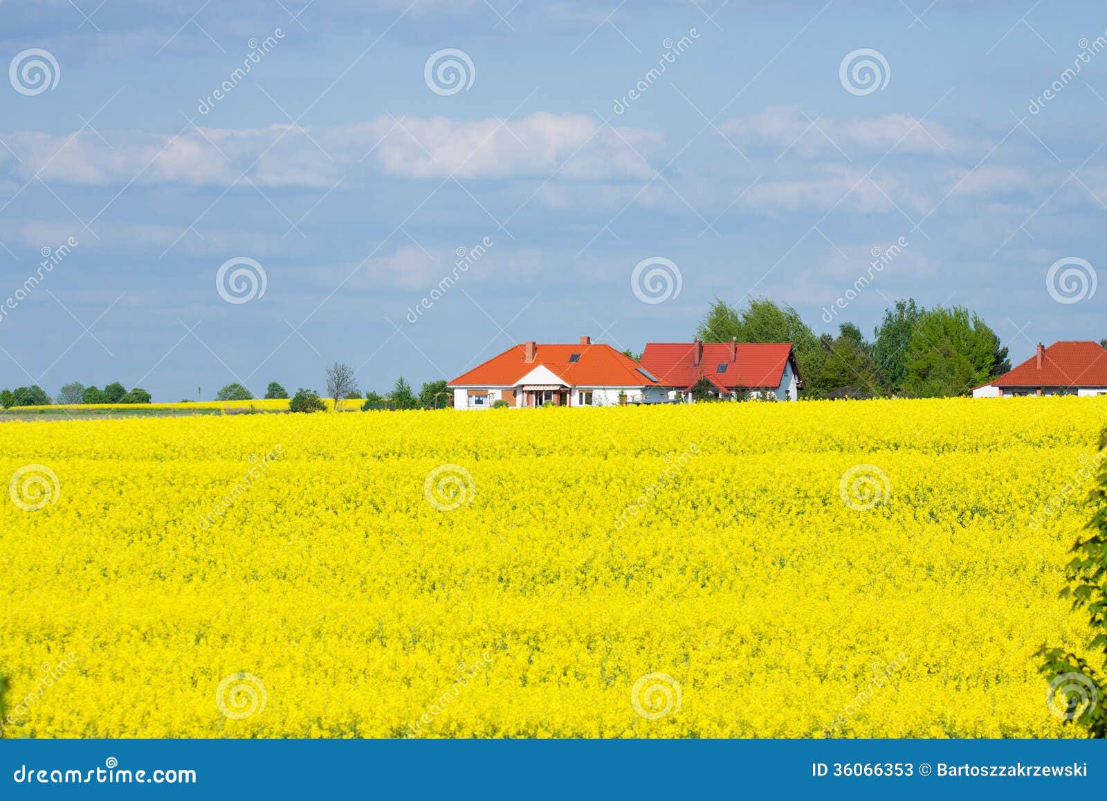 Golden yellow field stock image. Image of farm, environment - 36066353